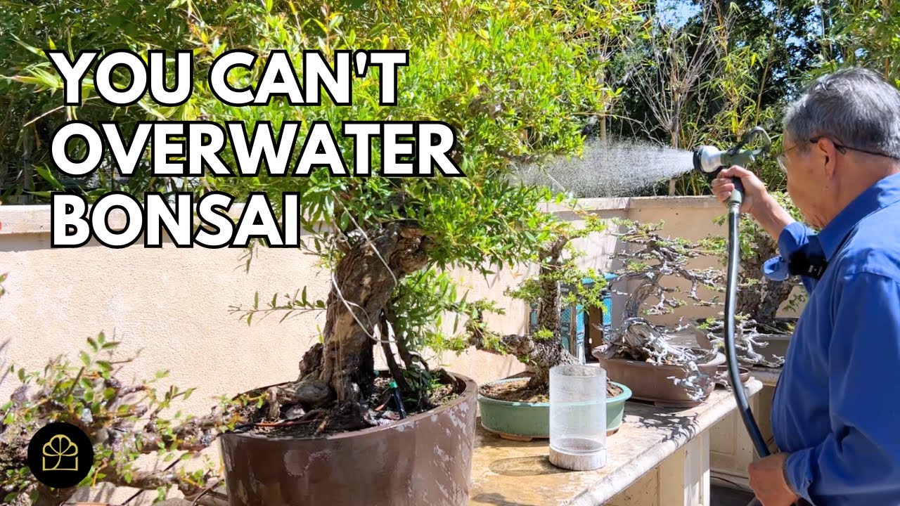 How to Water Your Bonsai Without Killing It - YouTube