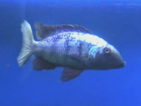 Awesome Rostratus & Livingston's Cichlids / Maulbrüter @ Zierfische ...