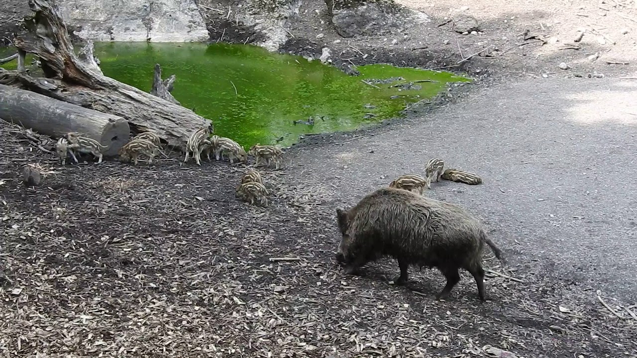 イノシシ一家 ウリ坊ぞろぞろ Wild boar & Boarlet 2018 0505 - YouTube