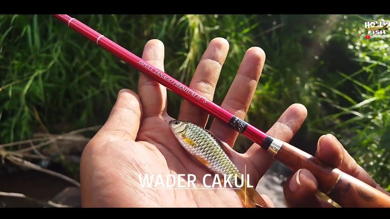 umpan wader air jernih || Rasbora Jasuke - YouTube