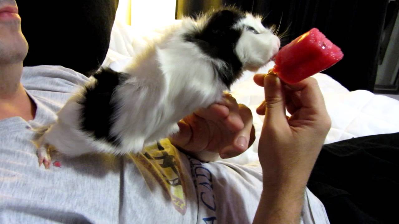 Guinea pig eating popsicle ; Porquinha da india comendo picolé - YouTube
