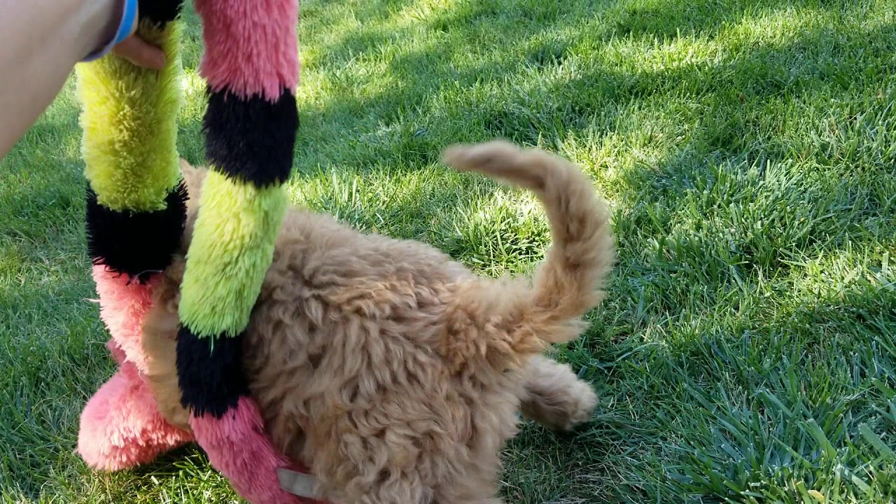 Puppy chasing snake - YouTube