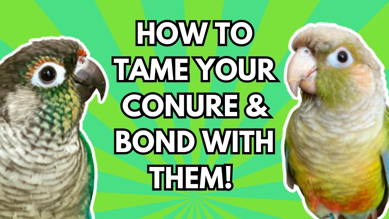 Green Cheeked Conure Bonding Taming Tips | How to Bond With & Tame a Green Cheek ...