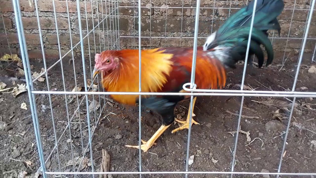 Pollo hatch maclean / albany - YouTube