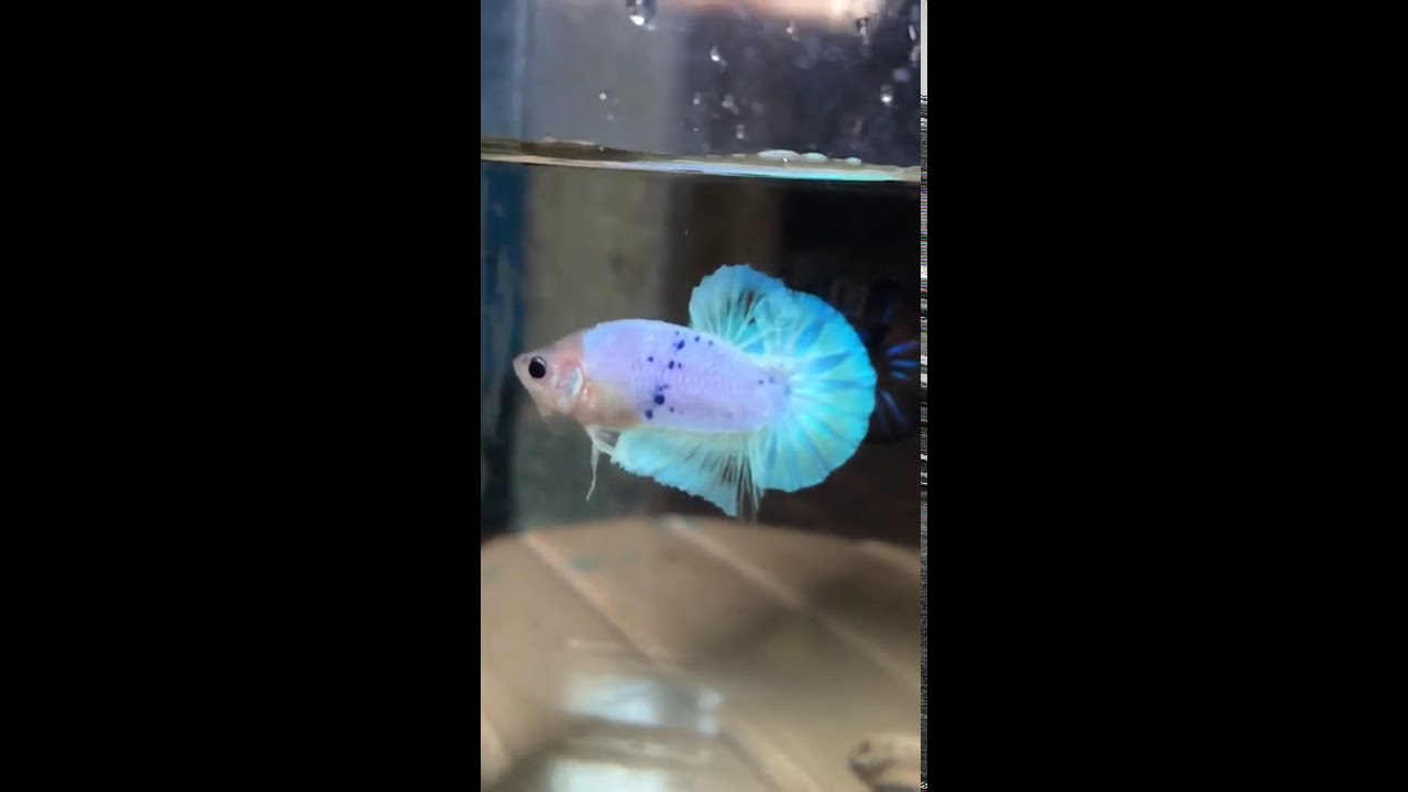 Beauty of betta fish marble pastel HMPK - YouTube