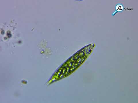 Euglena under a light microscope - YouTube