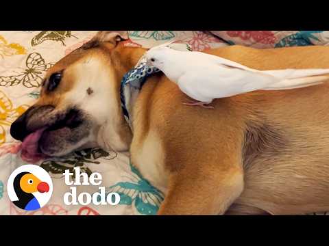 Dog And Bird Act Just Like Real Siblings | The Dodo