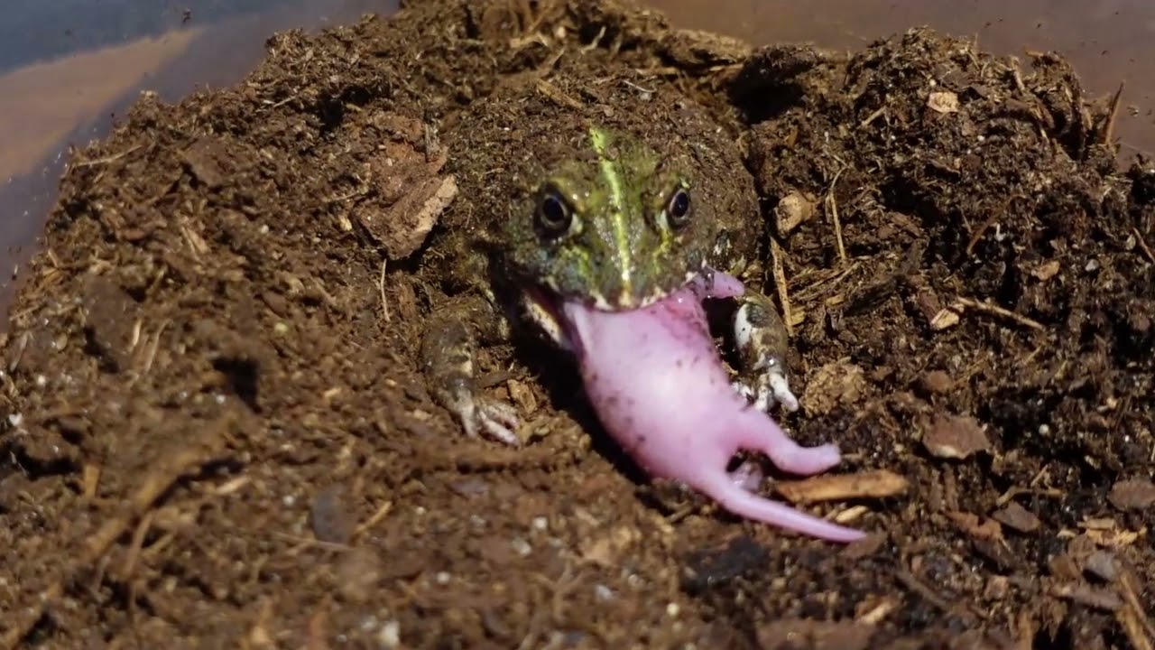 Pixie Frog devours pink rat / warning live feeding - YouTube