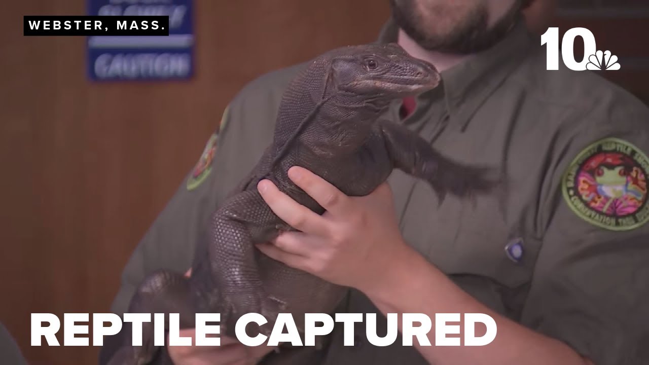 Police speak about capturing missing lizard - YouTube