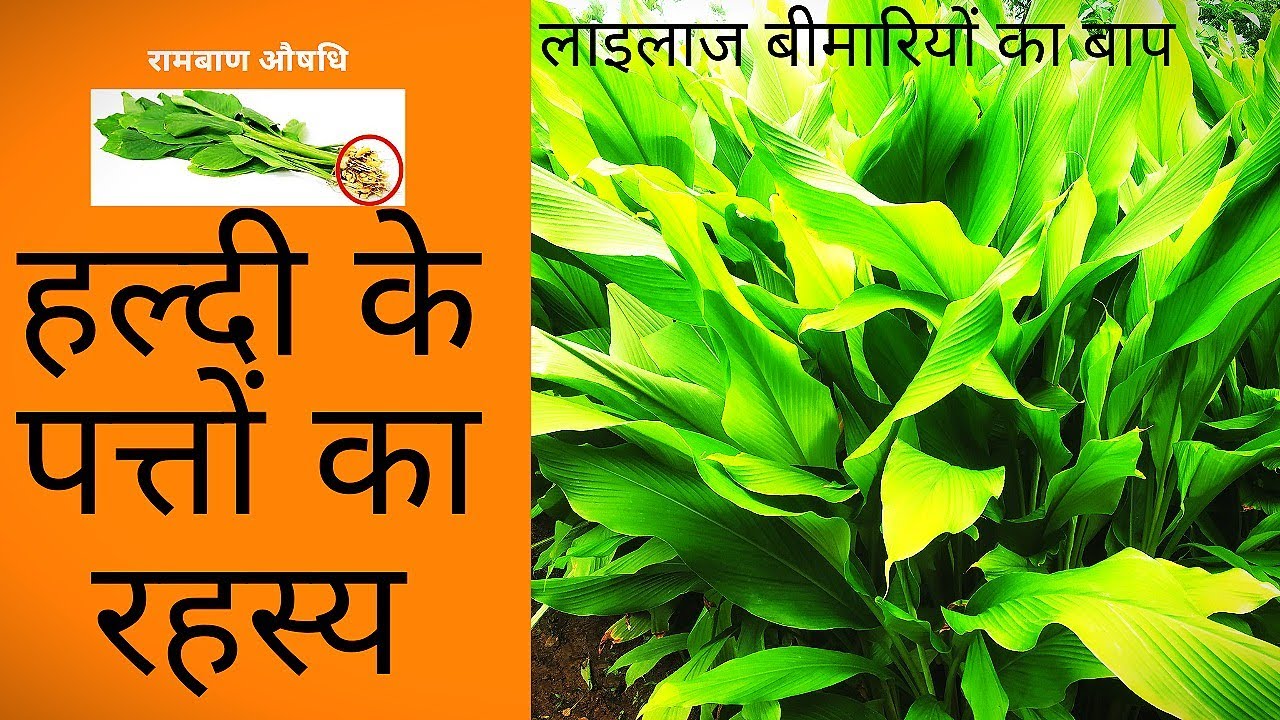 हल्दी के पत्ते के फायदे ||हल्दी के पत्ते || Ayurvedic use of turmeric ...