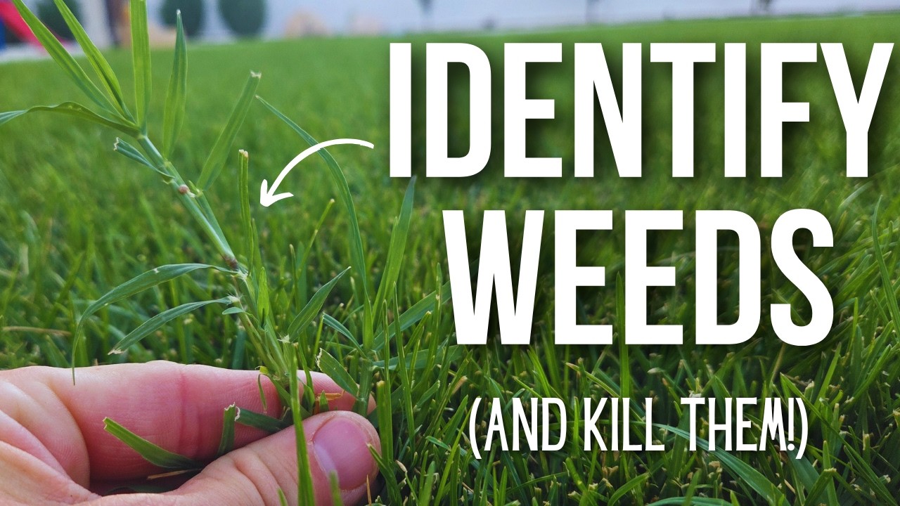 How to Identify & Kill Weeds in Your Lawn The EASY Way! (Without ...