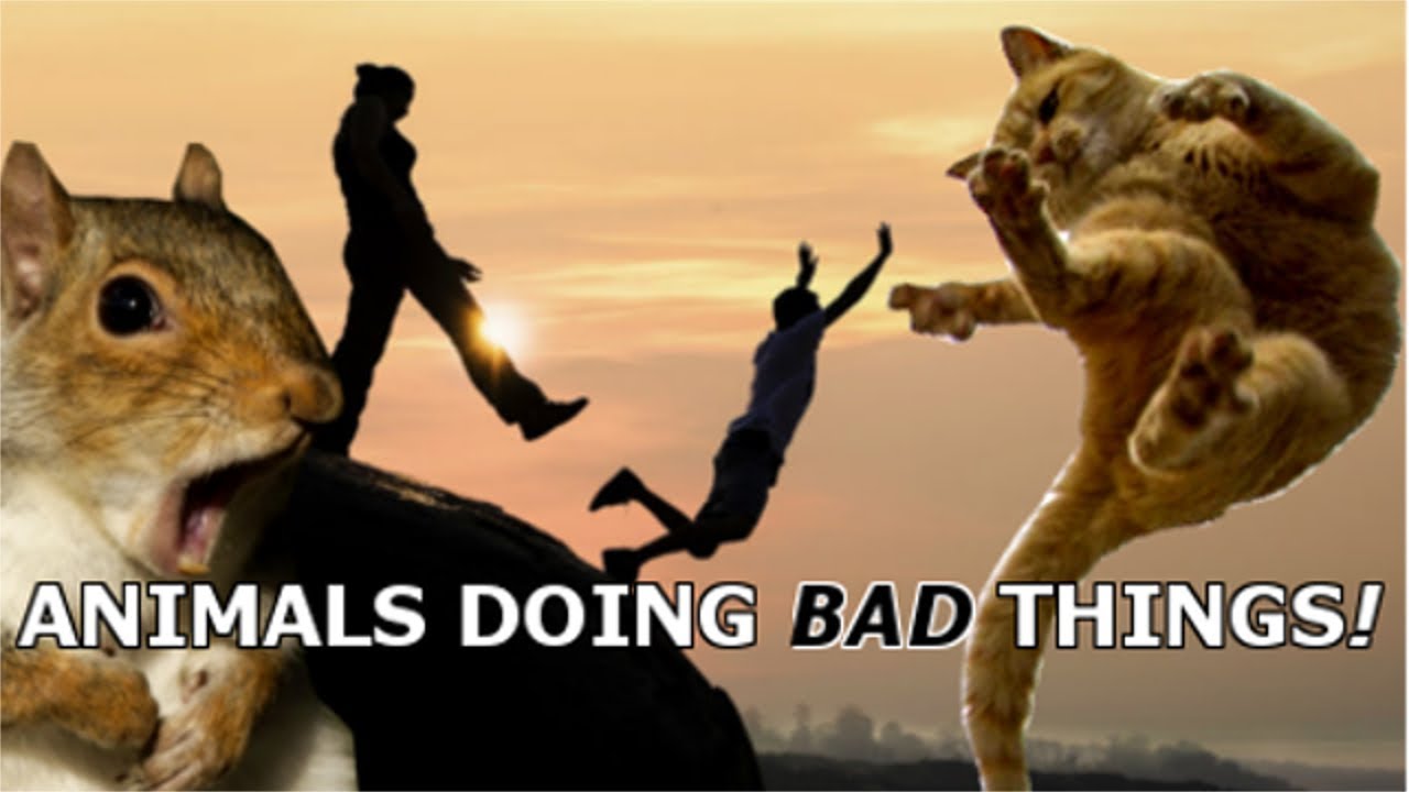 Animals Doing BAD THINGS! - YouTube