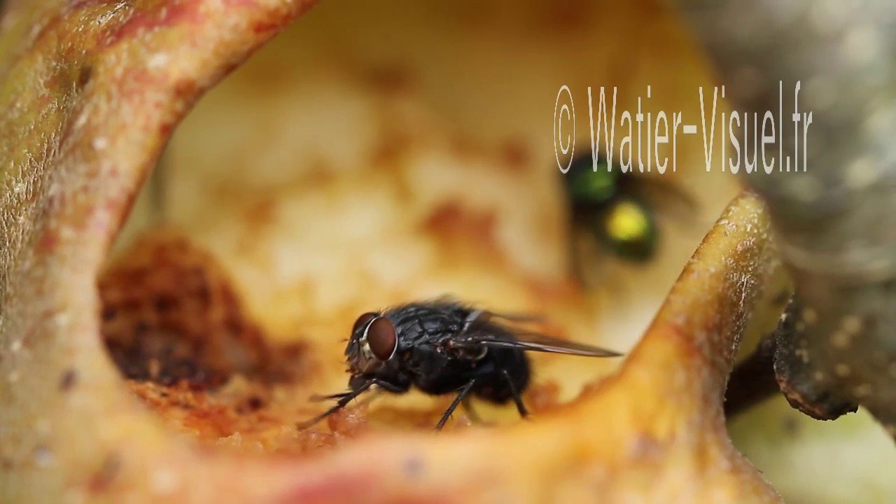 Mouche bleue sur pomme - YouTube