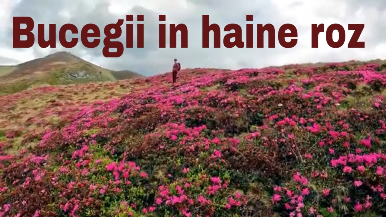 Rododendron de Bucegi pe Vf. Furnica si Vf.cu Dor # bujor de munte ...