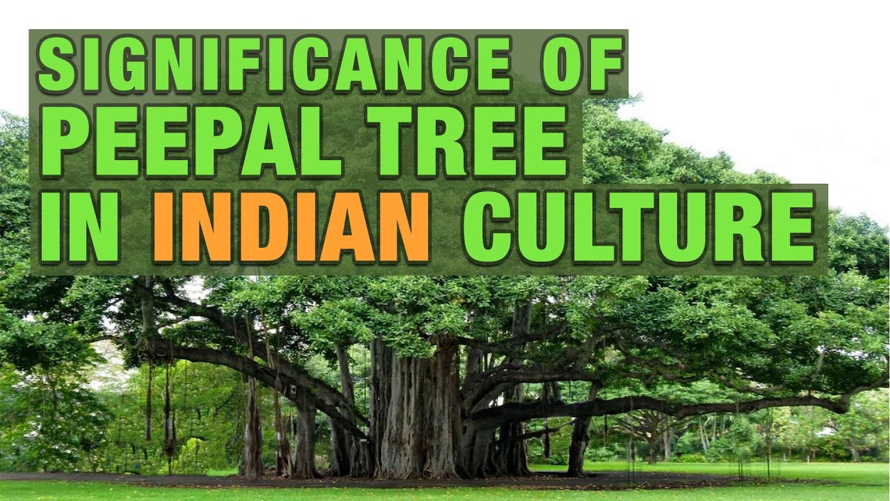 Significance Of Peepal Tree In Indian Culture | Artha - YouTube