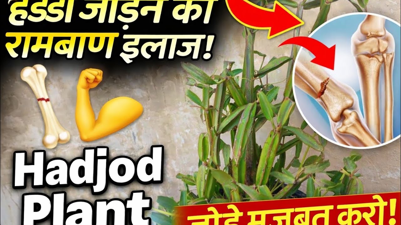 How to grow and care hadjod plant | hadjod medicinal plant | cissus ...