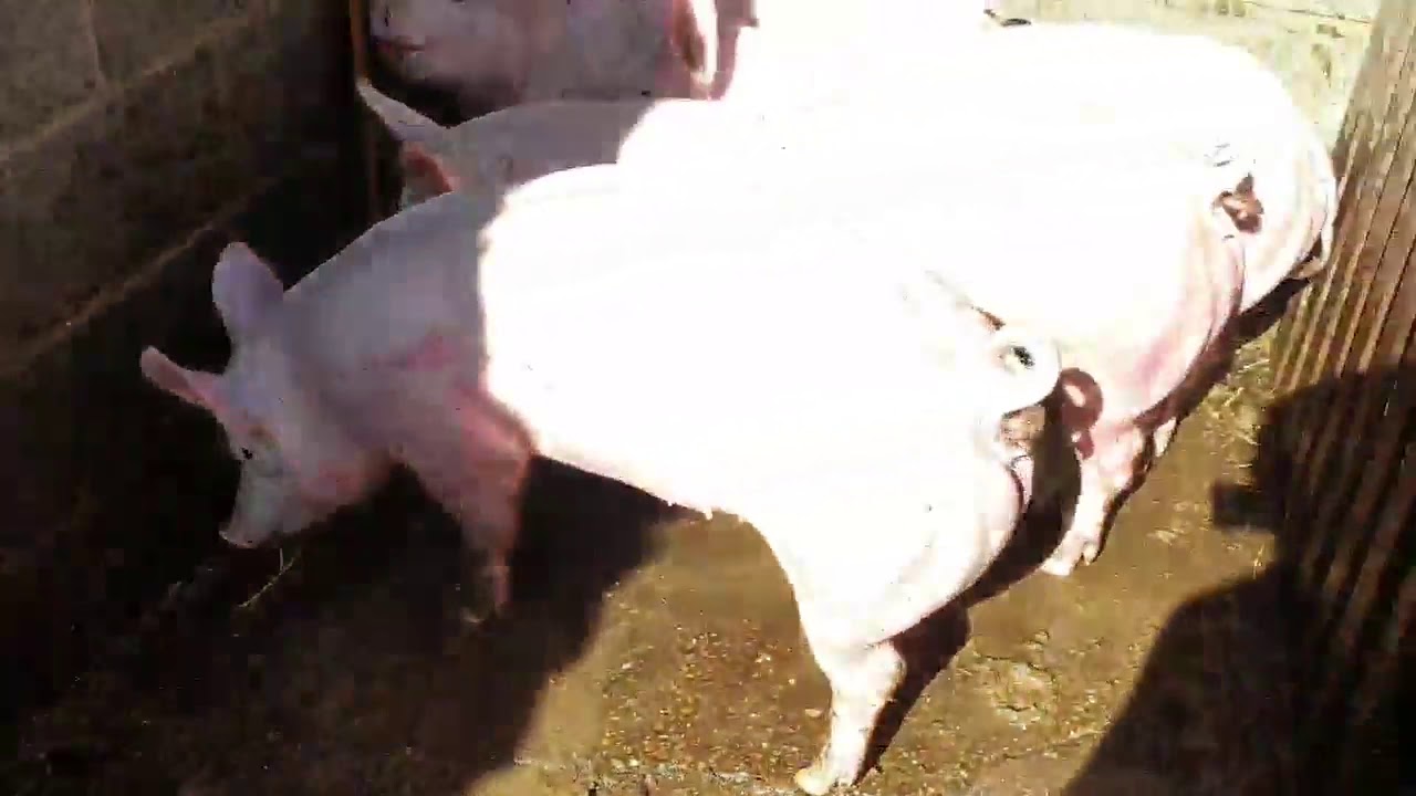 Large white x pietrain gilts for sale - YouTube