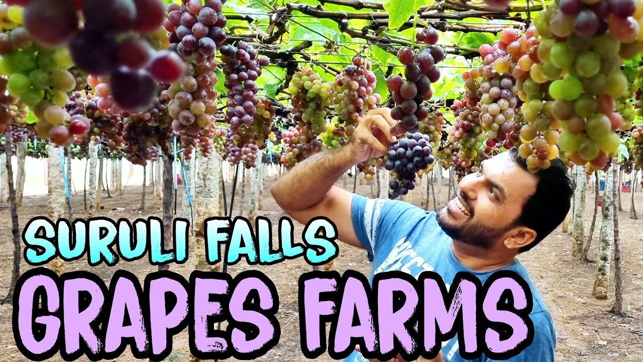 Grapes harvesting from Indian grapes farm || suruli grapes farm ||Tamil ...