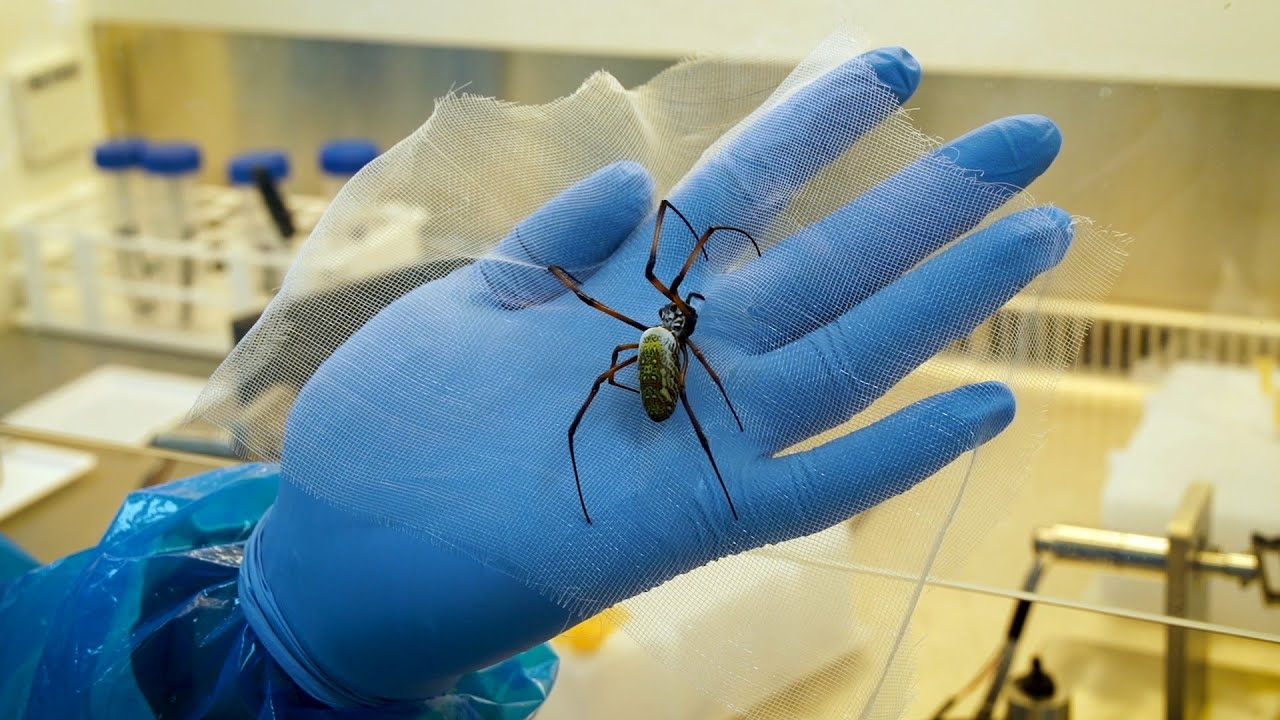 Nature-Inspired Engineering: Spider Silk as a Scaffold for Nerve ...