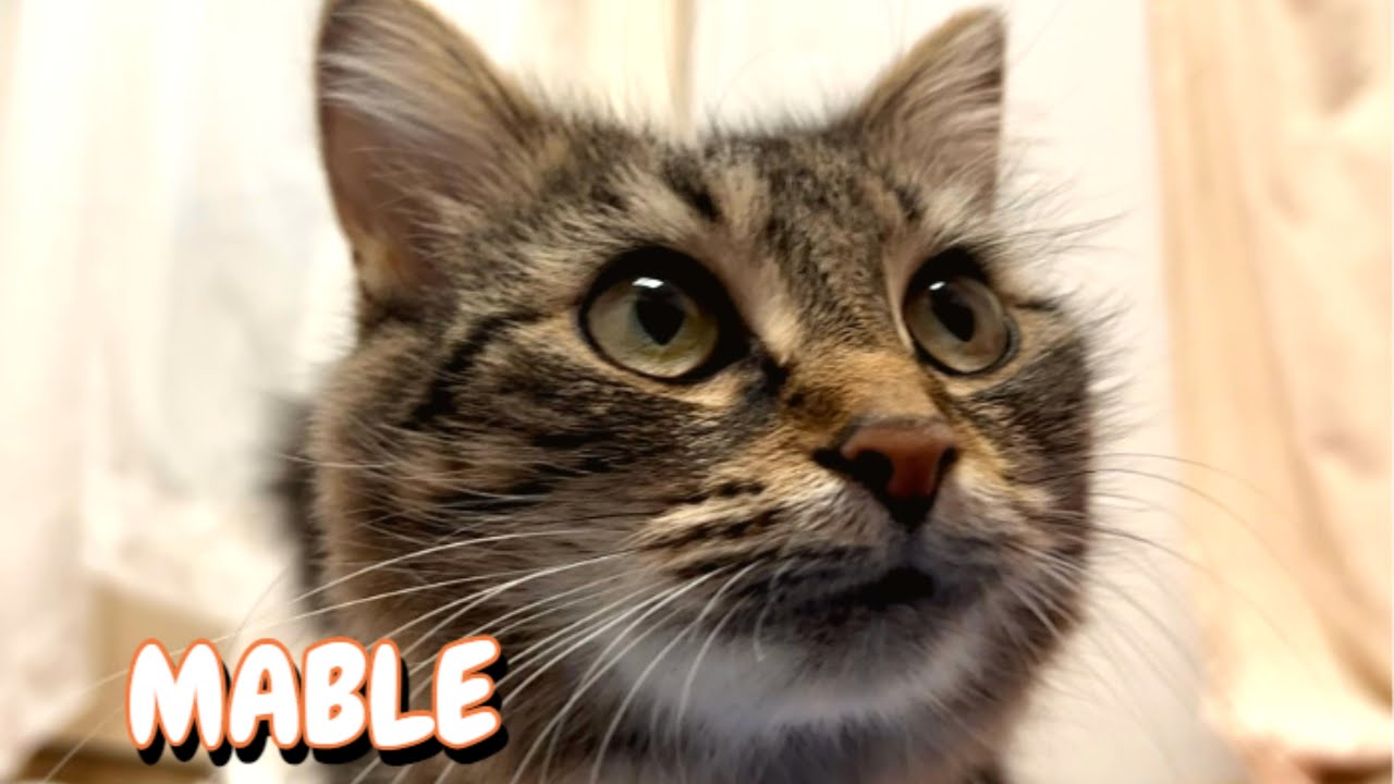 Mama Mable and her 5 kittens! - YouTube