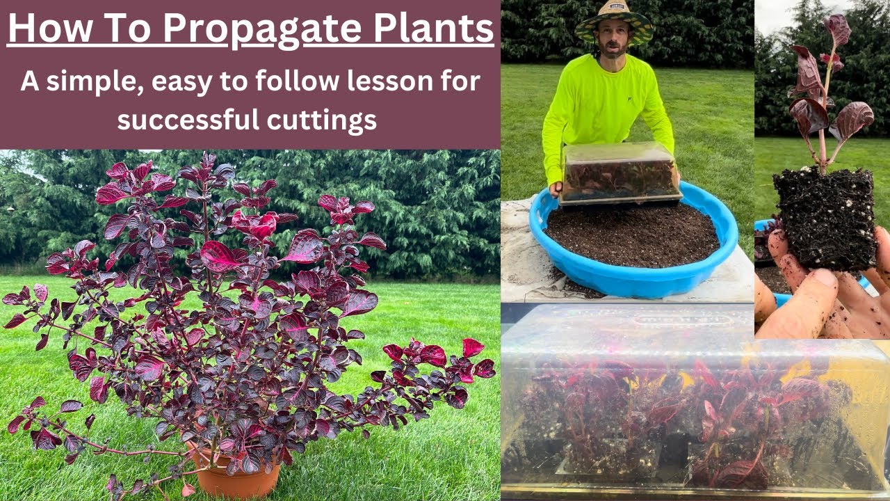 Learn How To Propagate Plants Like a PRO! A Beginner's Lesson and Guide ...