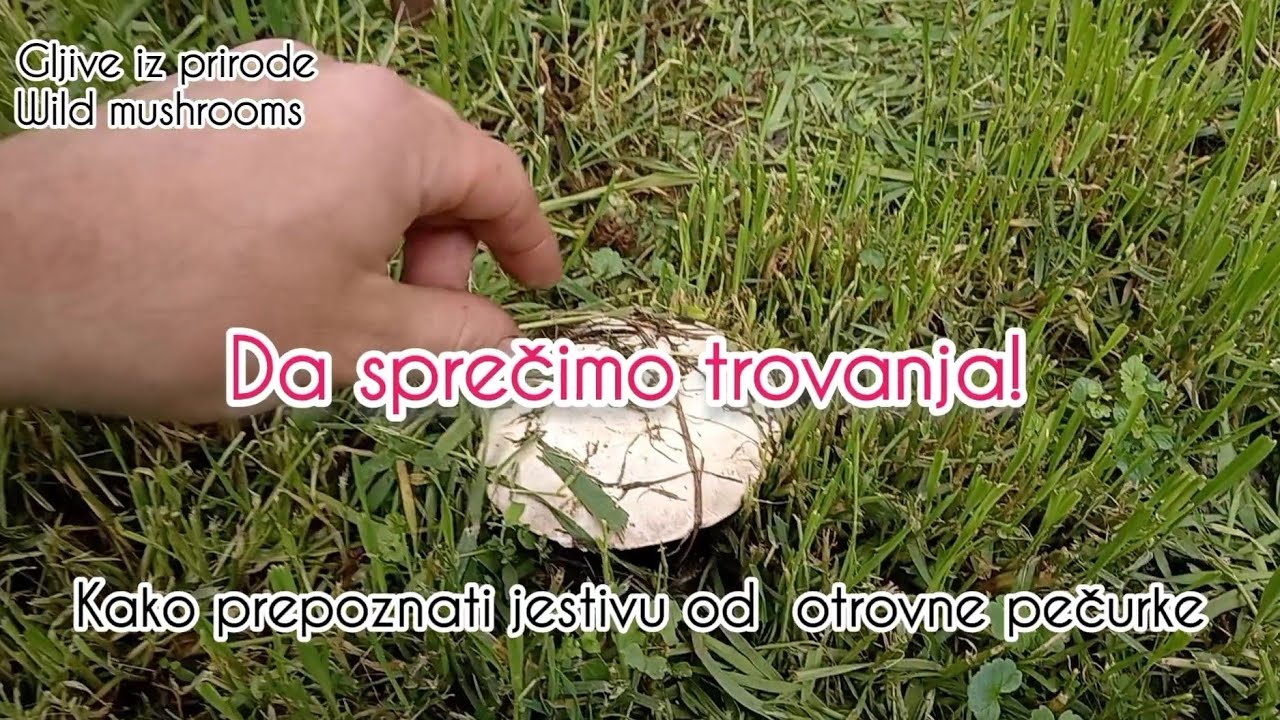 Da sprečimo trovanja Kako prepoznati jestivu od otrovne pečurke ‼️ ...