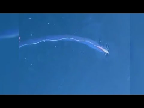 Kral Ringa Balığı 9 Yıl Aradan Sonra  Tekrar Ortaya Çıktı!!!