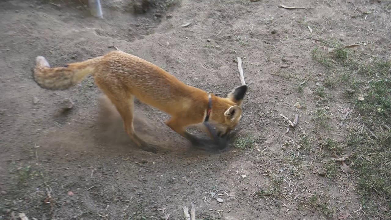 Kotorék ásó róka / Crawl digging fox - YouTube