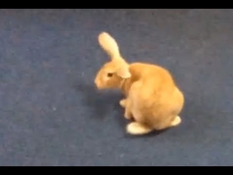 Dizzy Rabbit - YouTube