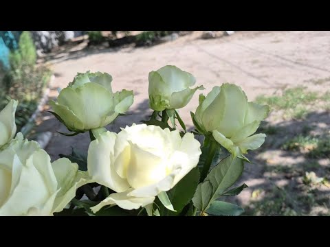 День рождение Альбинке 