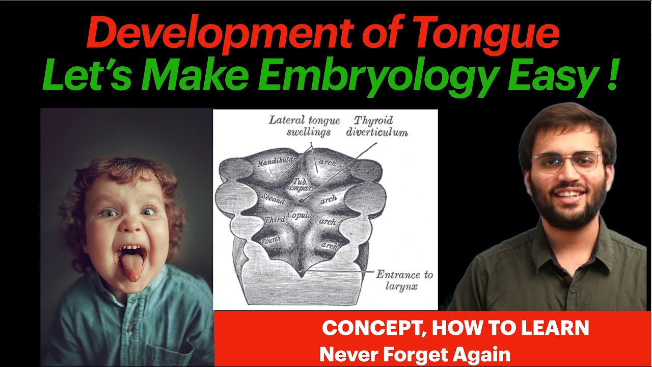 Development of Tongue | Embryology | Tongue Development Explanation ...