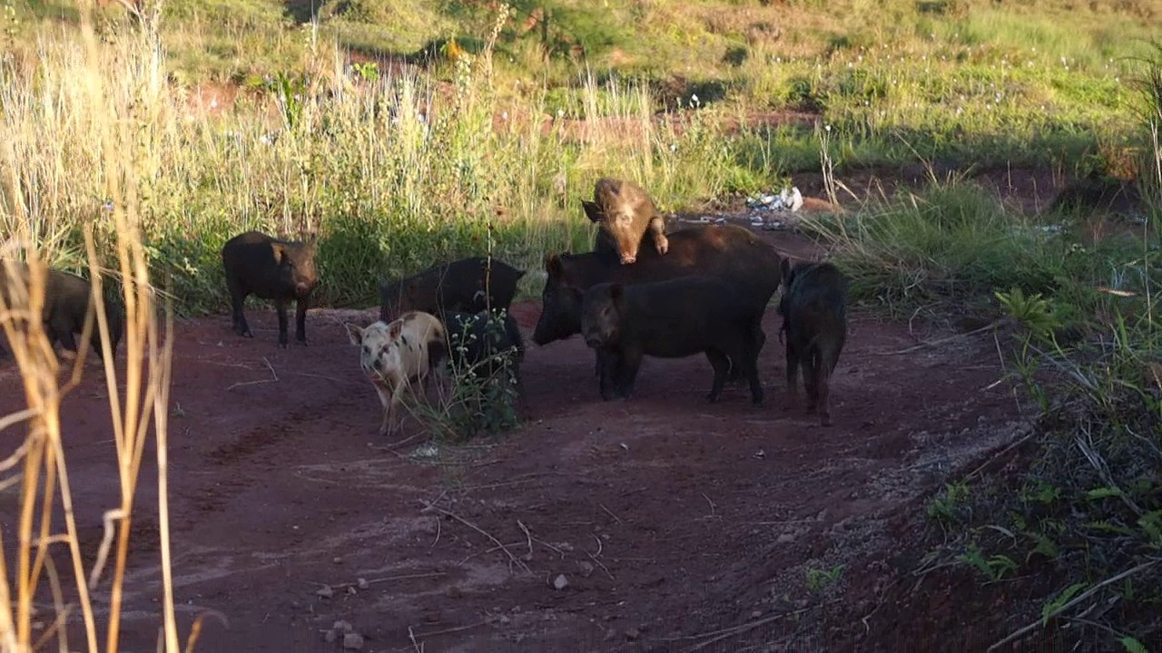 Feral pigs - YouTube