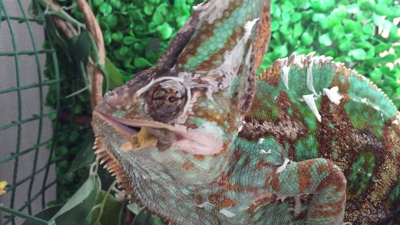 Chameleon eating Locust and drinking water - YouTube