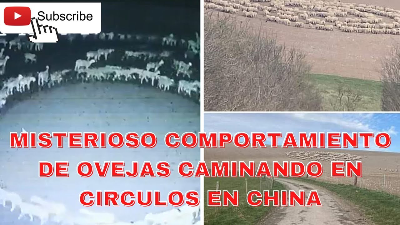 MISTERIOSO COMPORTAMIENTO DE OVEJAS CAMINANDO EN CIRCULOS EN CHINA ...