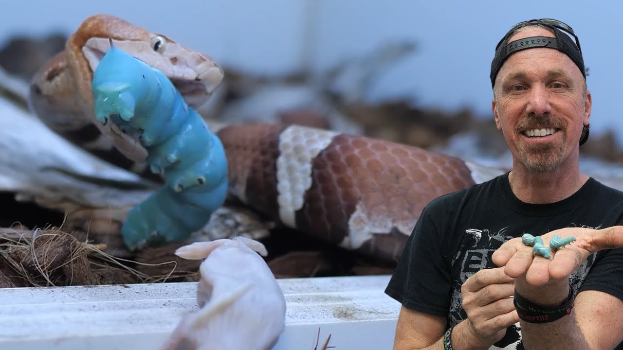 Feeding a Giant Fat Worm To My Venomous Snake - YouTube