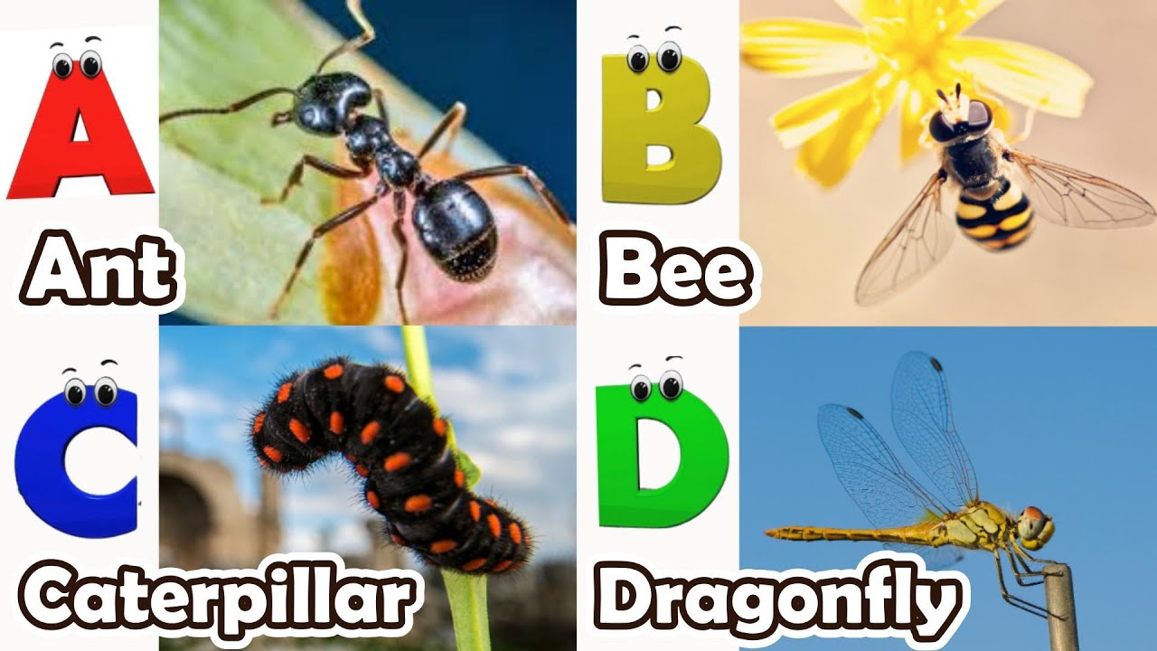 Abc Insect Song | A to Z Insects Song | Insects Alphabet song | Phonics ...