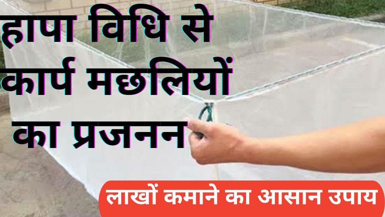 हापा विधि से कार्प मछलियों का प्रजनन | HAPA FISH BREEDING TECHNIQUE ...