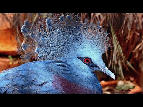 Life of Victoria Crowned Pigeon #animal #birds #gockhuat - YouTube