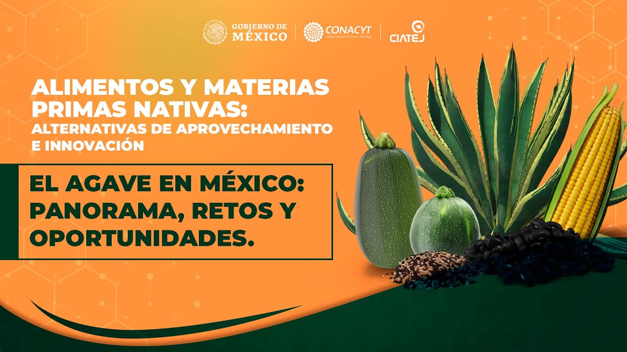 El Agave en México: panorama, retos y oportunidades. - YouTube