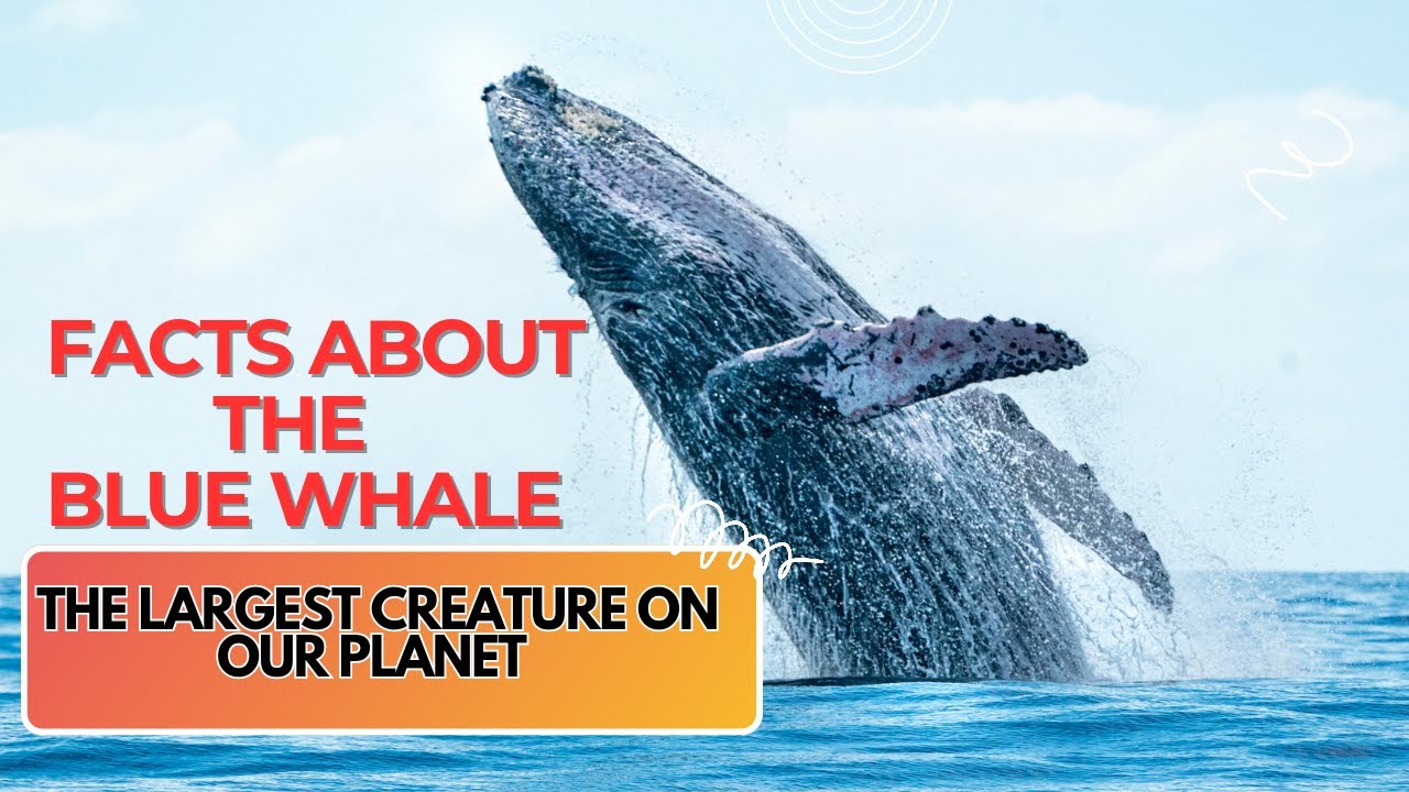 Interesting Facts About The Blue Whale - YouTube
