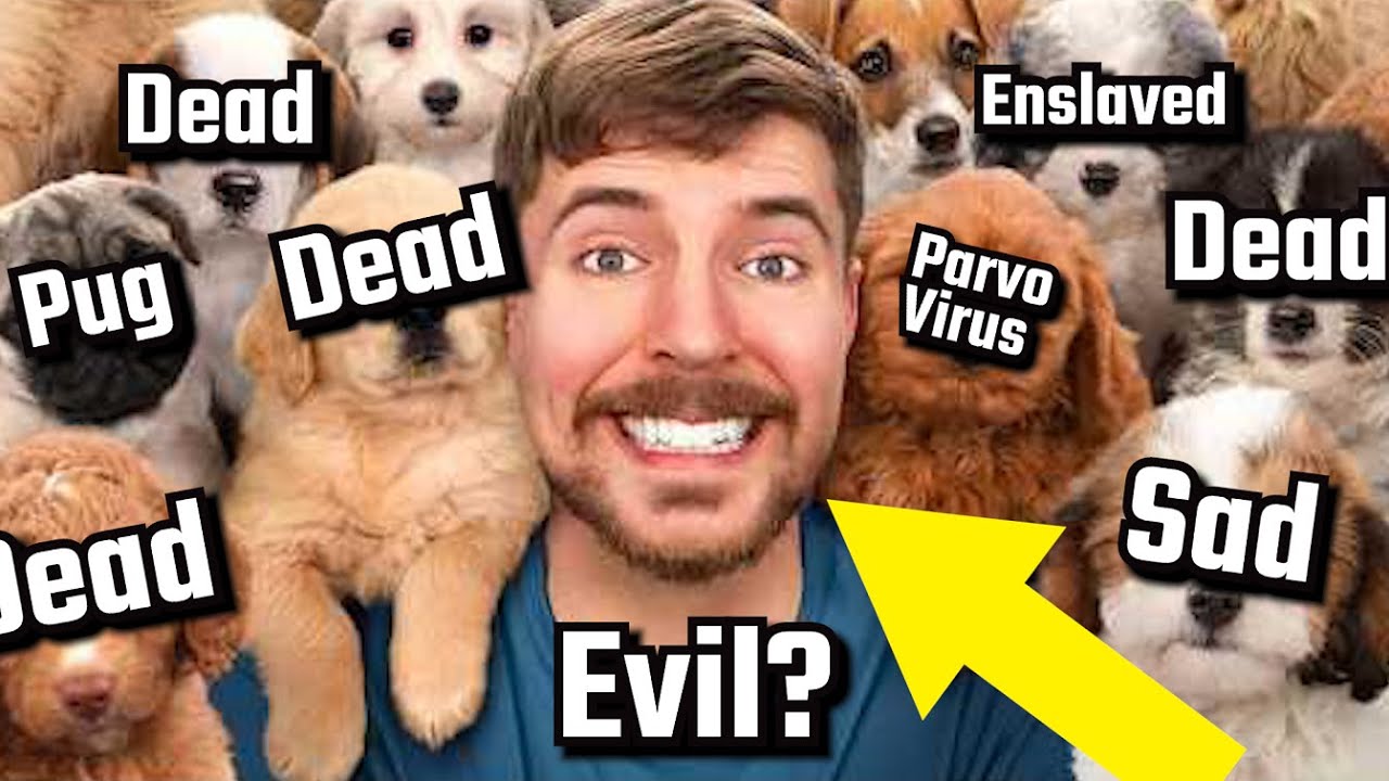 Mr Beast Ruined These Dog's Lives. (I Adopted 100 Dogs!) (Breakdown ...