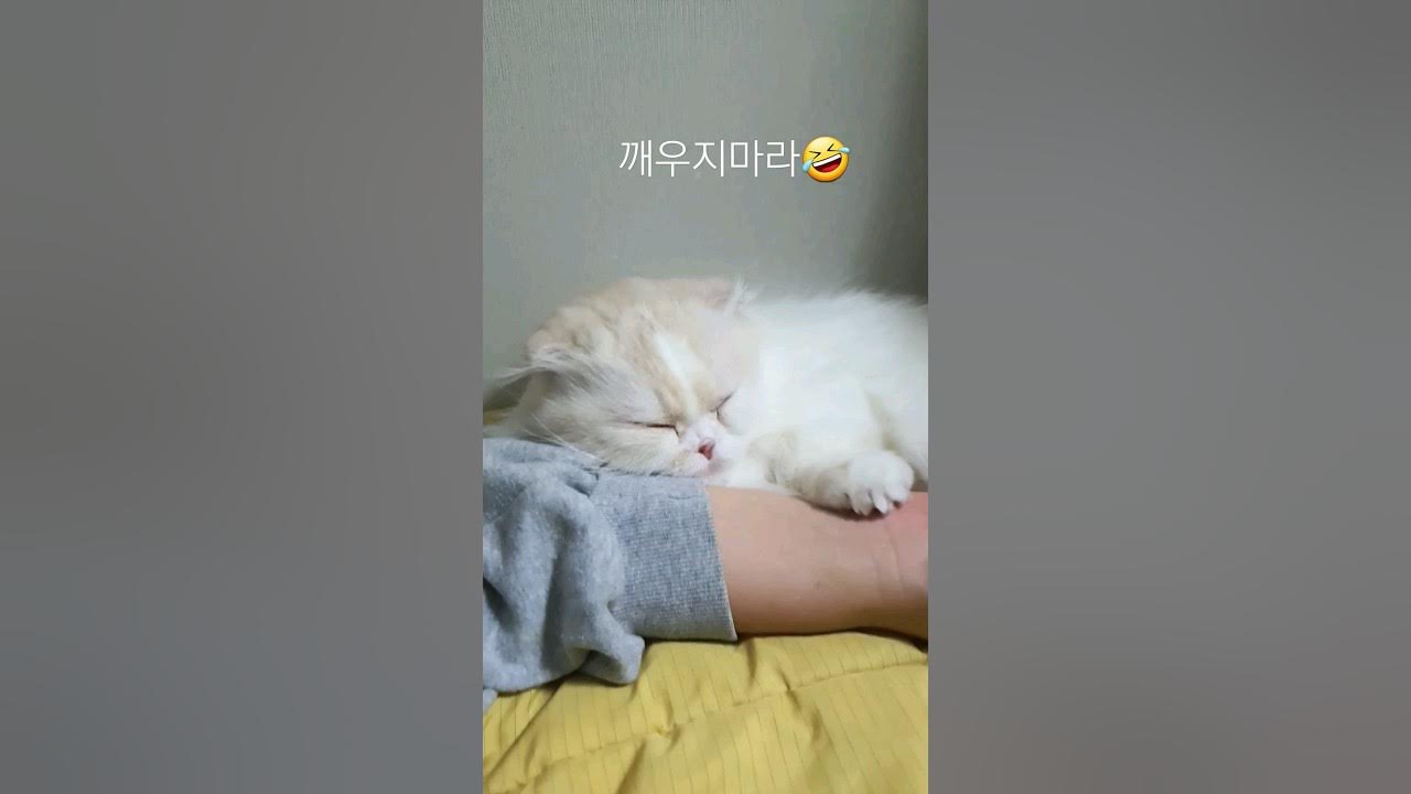 i-sleep-holding-my-mom-s-arm-cat-munchkin