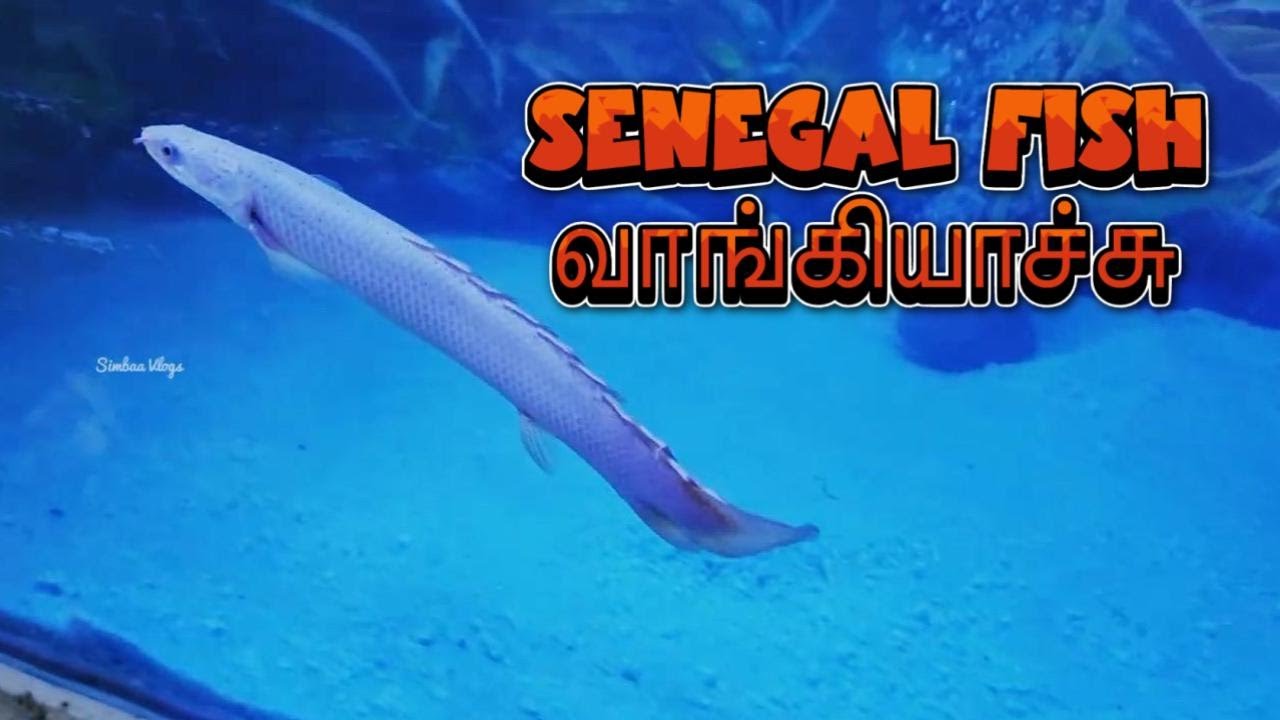 Senegal Fish வாங்கியாச்சு @SimbaaVlogs - YouTube