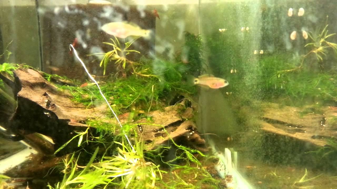 Peacock gudgeon fry: 4 months - YouTube