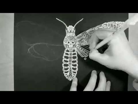 Zentangle Time Lapse - Death's Head Moth - YouTube
