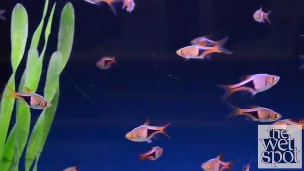 Harlequin Rasbora, Narrow Wedge Rasbora, and Purple Harlequin Rasbora ...