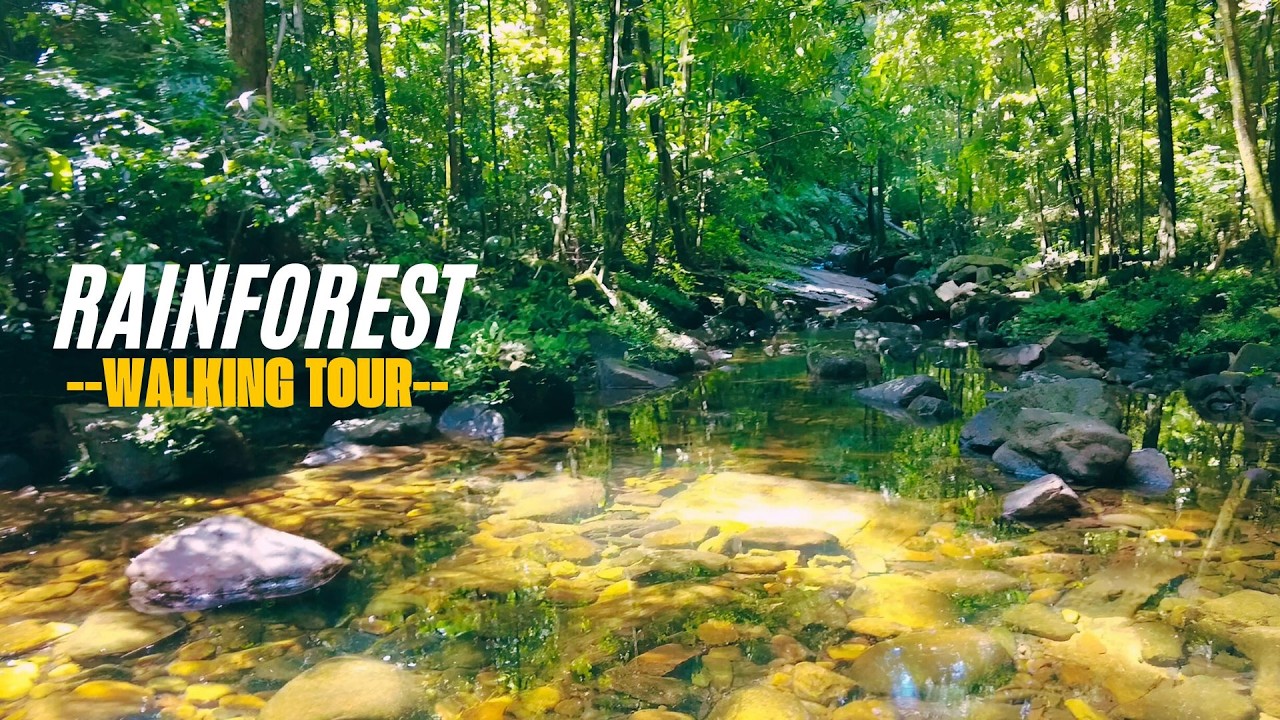 Virtual Rainforest Walking Tour | Relaxing Forest Sounds - YouTube