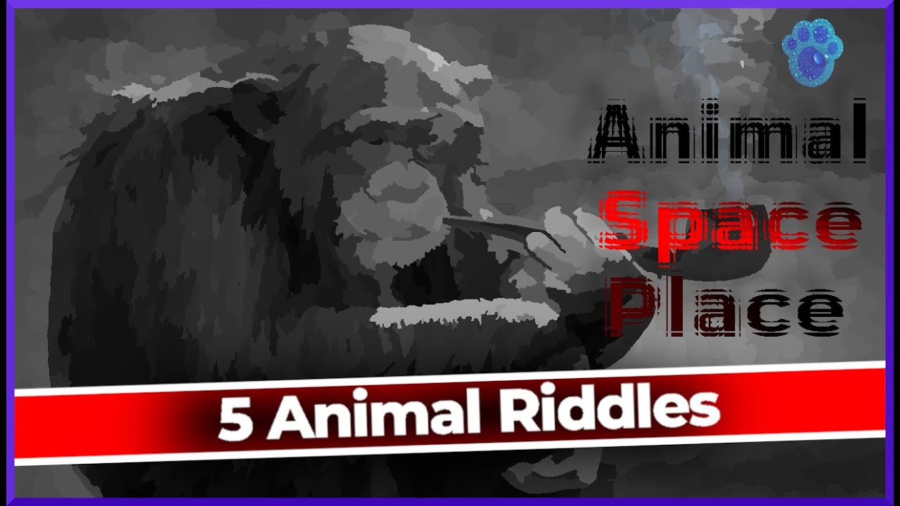 Tricky Animal Riddles That Will Drive You Mad! - YouTube