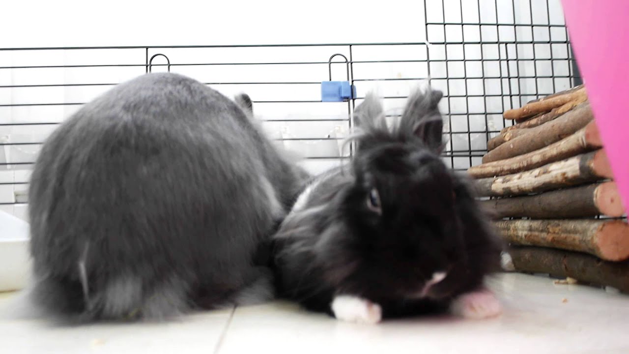 Lazy Summer Bunbuns - YouTube