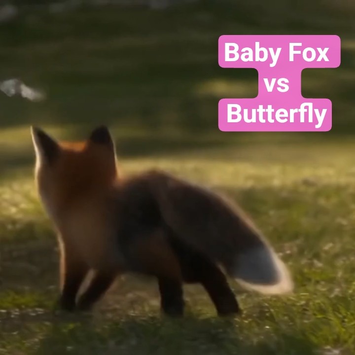 Fox Cub's First Encounter with a Butterfly – So Pure! 🦊🦋 #wildlife ...